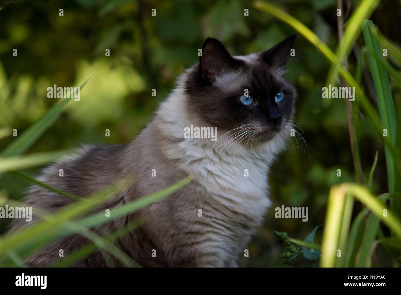 The Norwegian Forest Cat is one of the half-long haired cats Stock ...