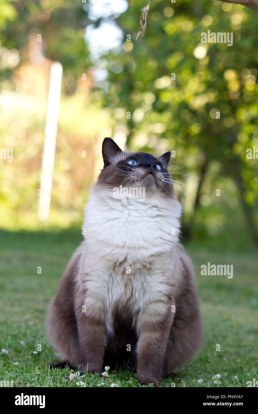 The Norwegian Forest Cat is one of the half-long haired cats Stock ...