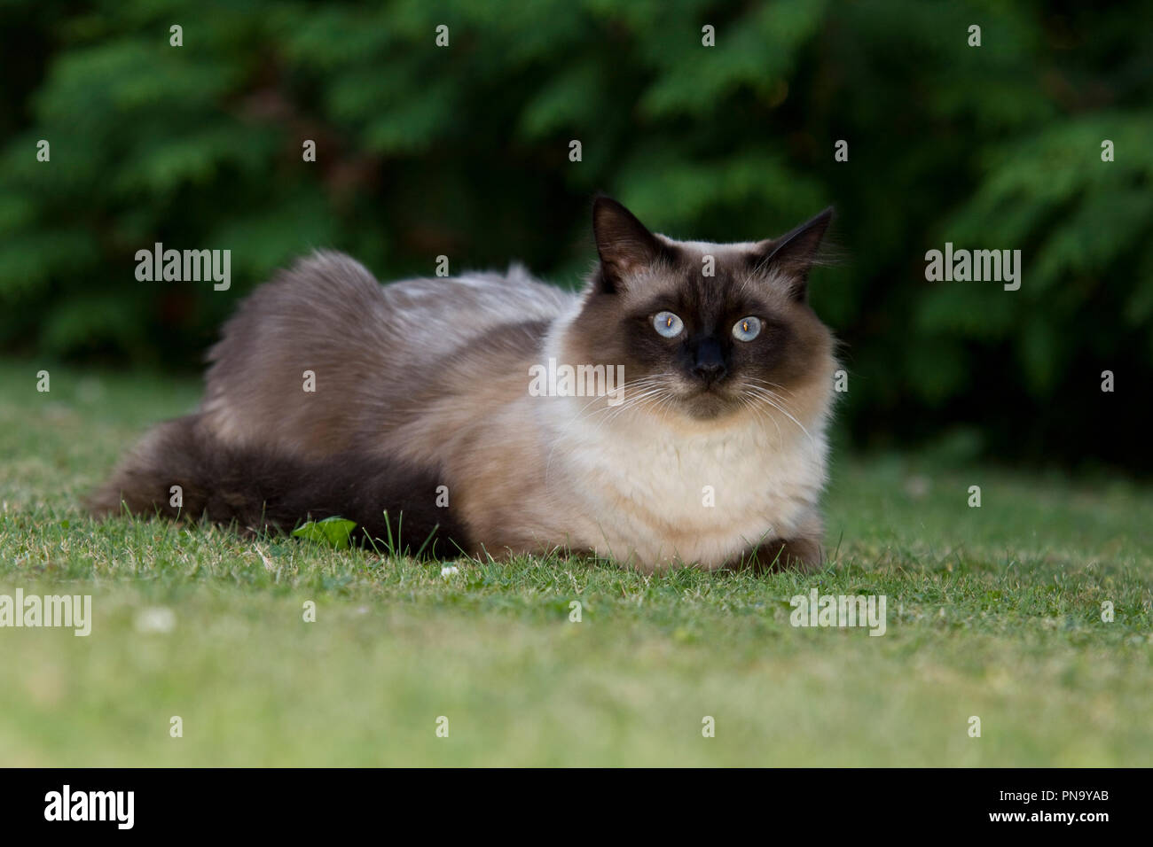 The Norwegian Forest Cat is one of the half-long haired cats Stock ...
