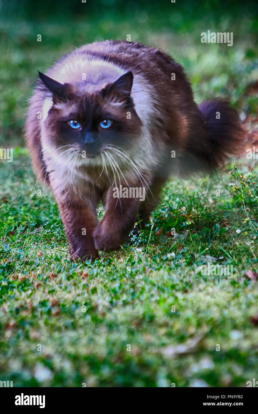 The Norwegian Forest Cat is one of the half-long haired cats Stock ...