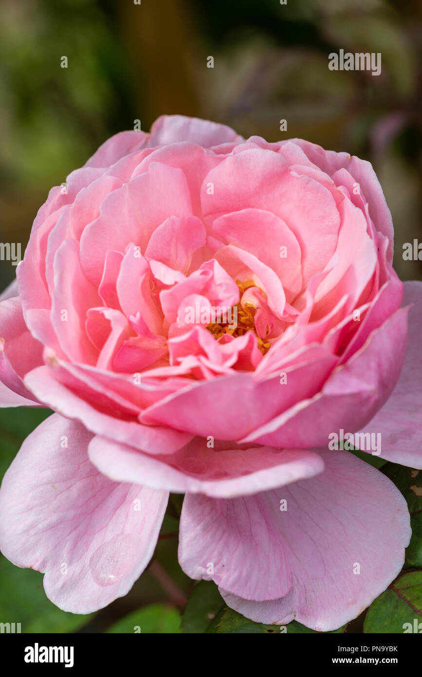 Close up of Rosa Brother Cadfael a pink rose flowering in an English ...