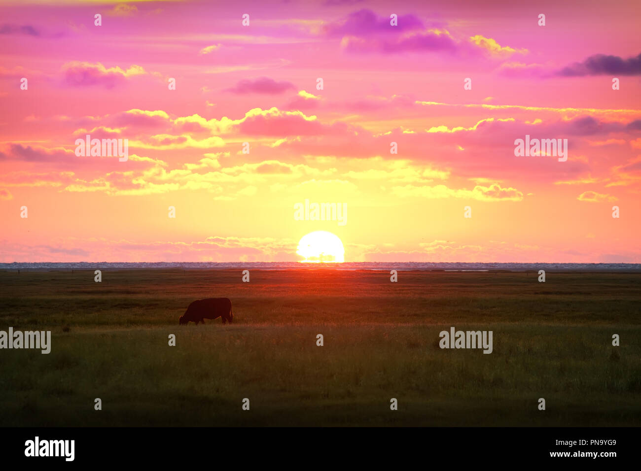 Cow Silhouette Sunset High Resolution Stock Photography and Images - Alamy