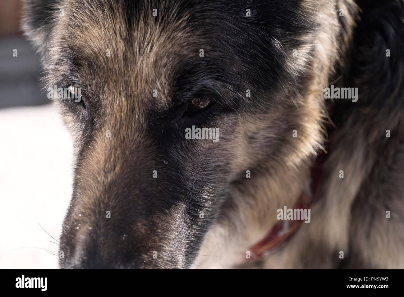 Closeup portrait of a shepherd dog face seems with tired look Stock ...