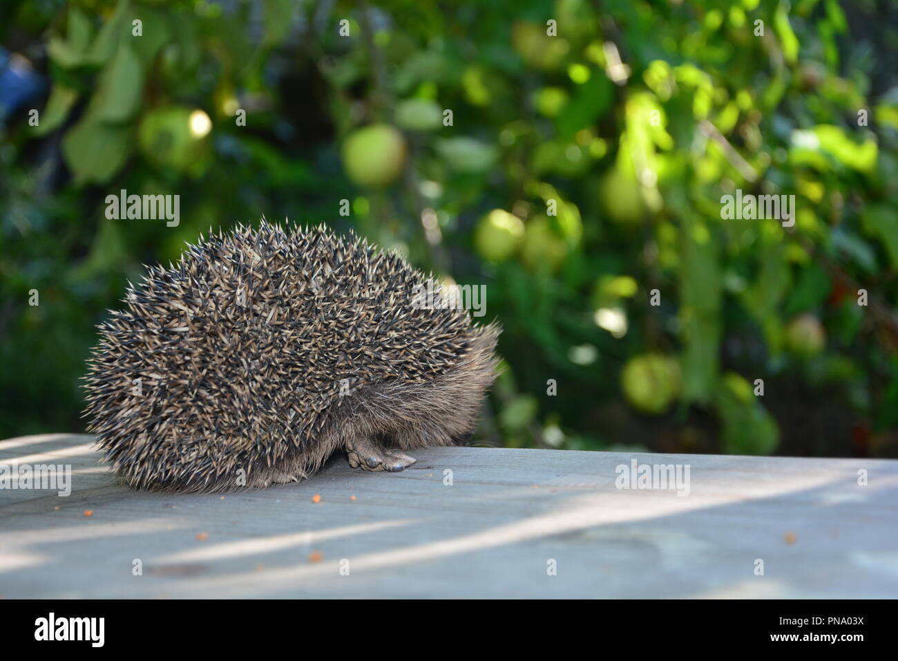 Shadow the hedgehog hi-res stock photography and images - Alamy