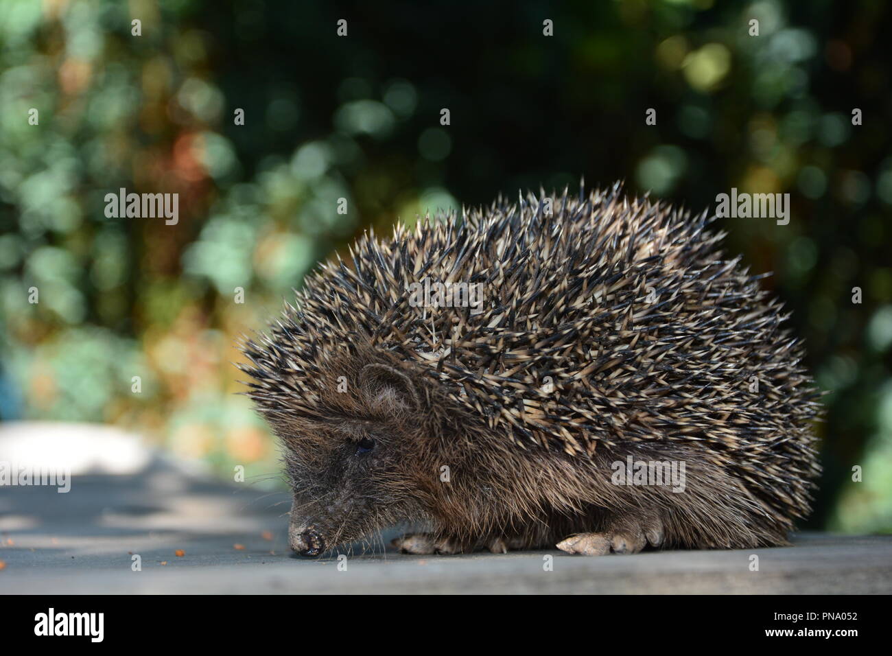 Hedgehog side view hi-res stock photography and images - Alamy