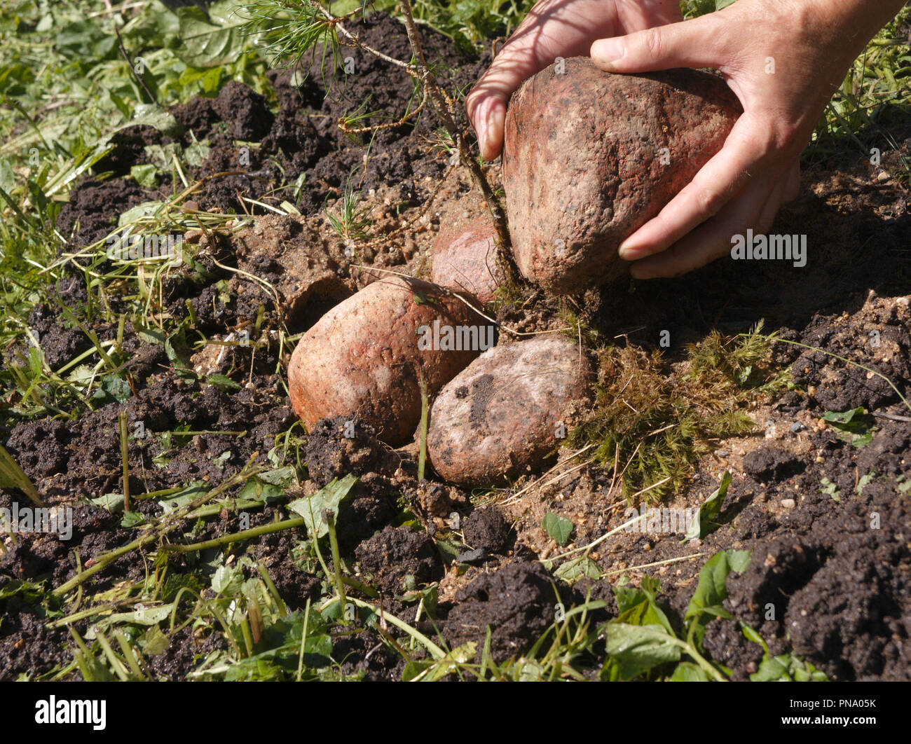 Male hands removing stones out the ground in a field, outdoor closeup ...