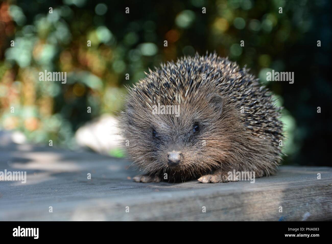 Cute Hedgehog from the front on wood in front of green nature Stock ...