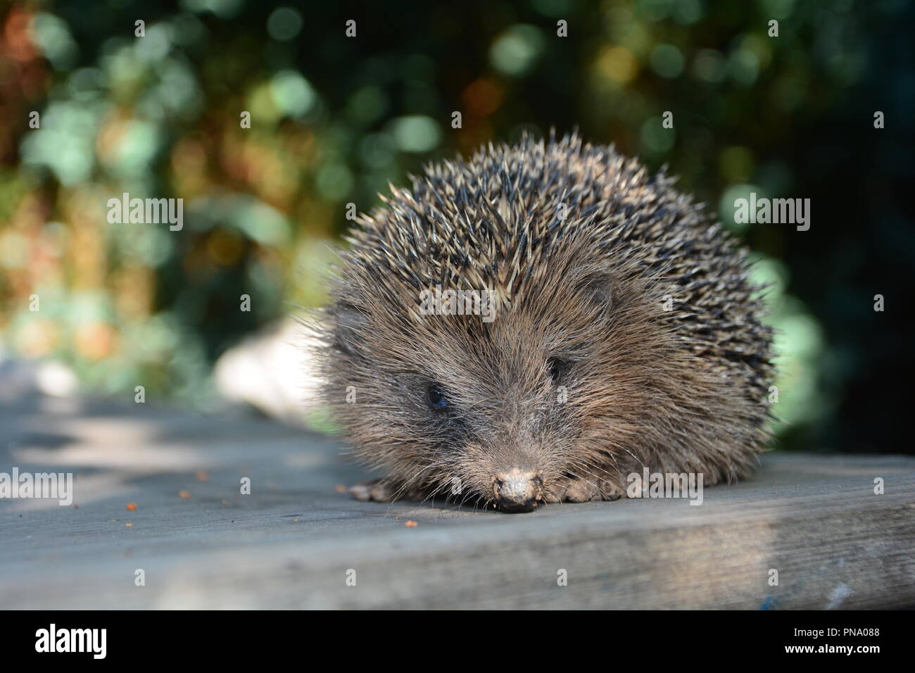 Shadow the hedgehog hi-res stock photography and images - Alamy