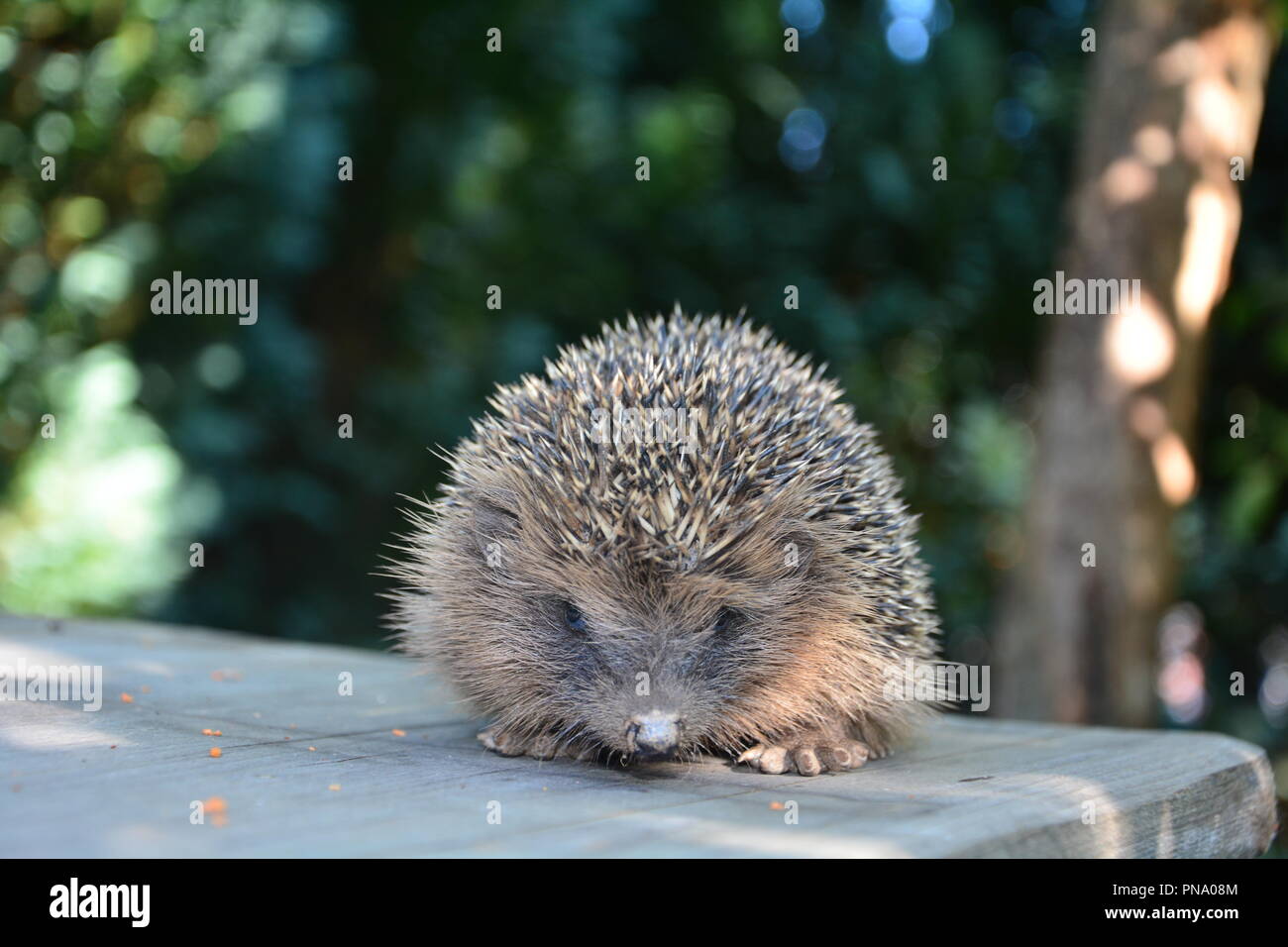 Hedgehog from the front on wood in front of green nature Stock Photo ...