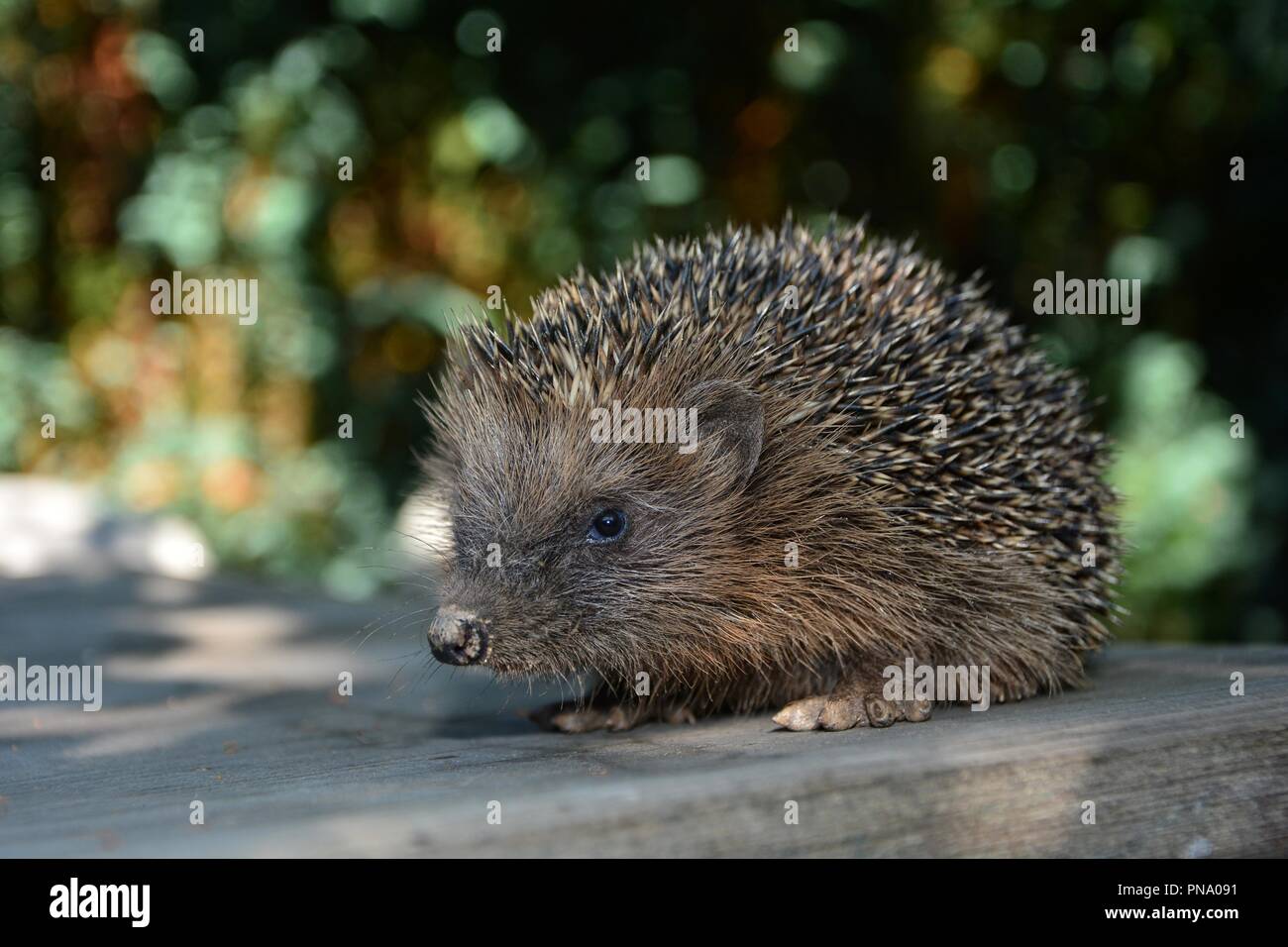 One cute Hedgehog on wood in front of green nature Stock Photo - Alamy