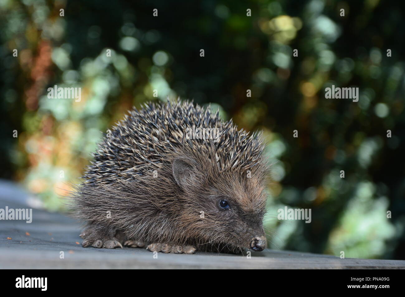 Pretty hedgehog hi-res stock photography and images - Alamy