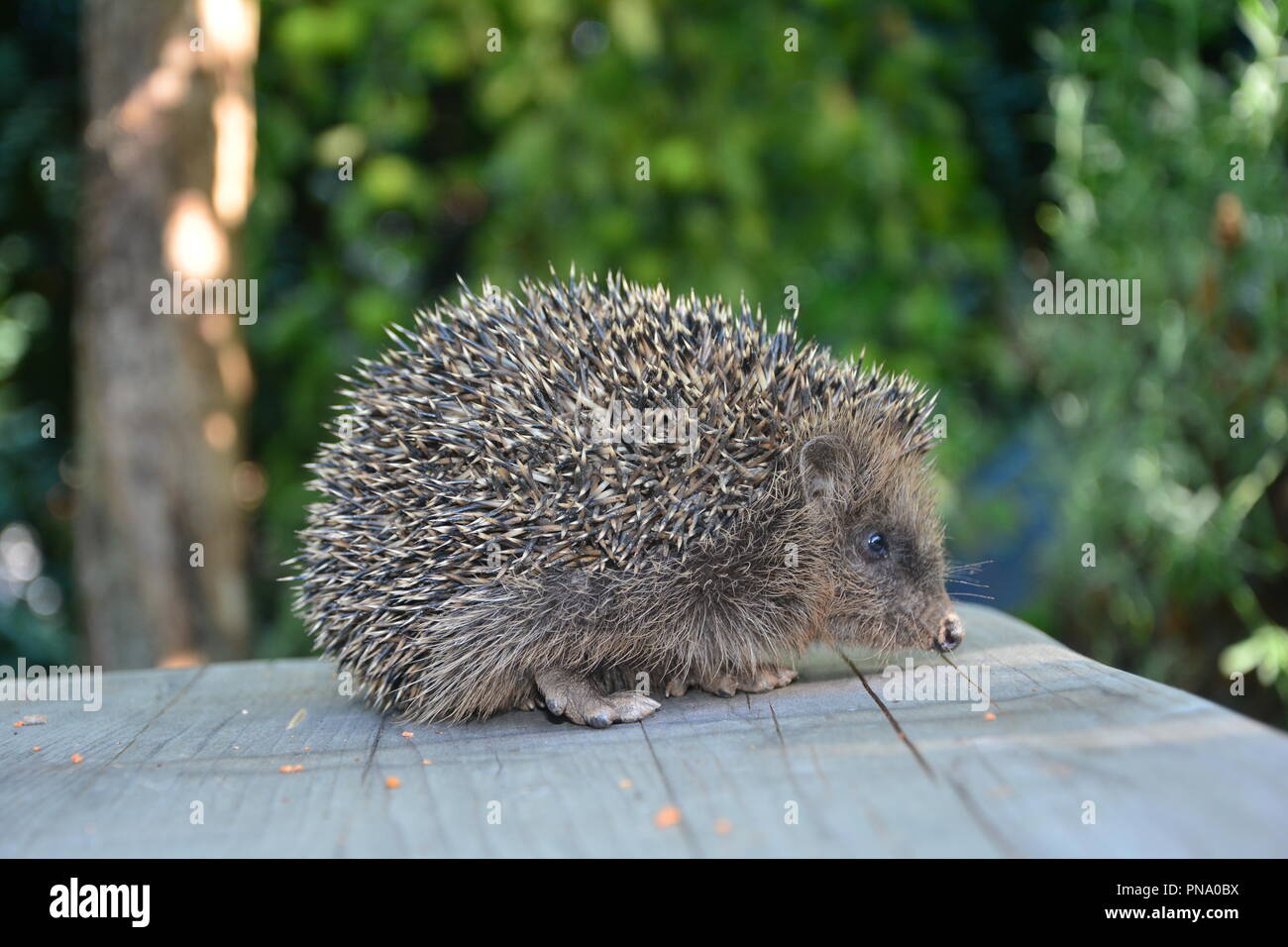 Pretty hedgehog hi-res stock photography and images - Alamy