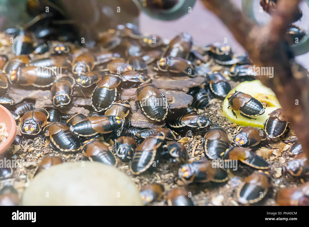 A lot of Headlight Cockroach. Lucihormetica cockroach on nature ...