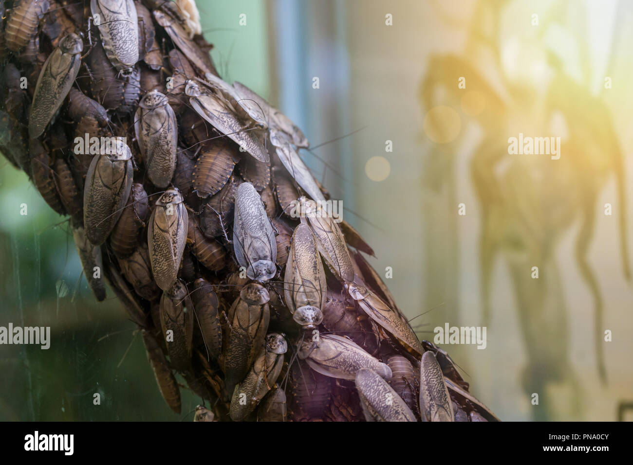 The True Death's Head Cockroach Or Blaberus Craniifer Is A Cockroach ...