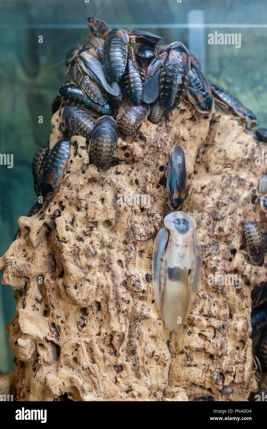 The True Death's Head Cockroach Or Blaberus Craniifer Is A Cockroach ...