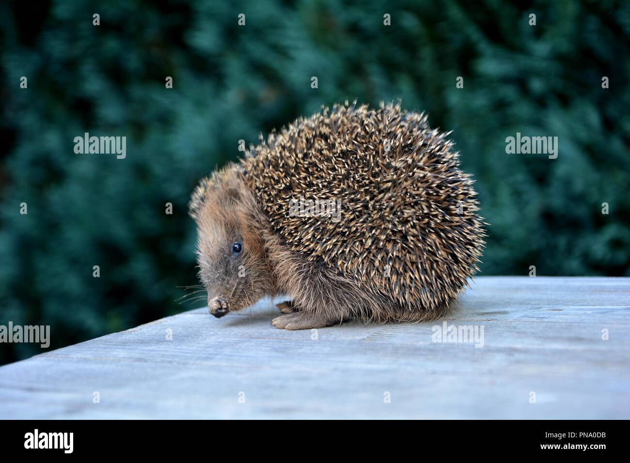 Hedgehog from the side on wood in front of green nature Stock Photo - Alamy