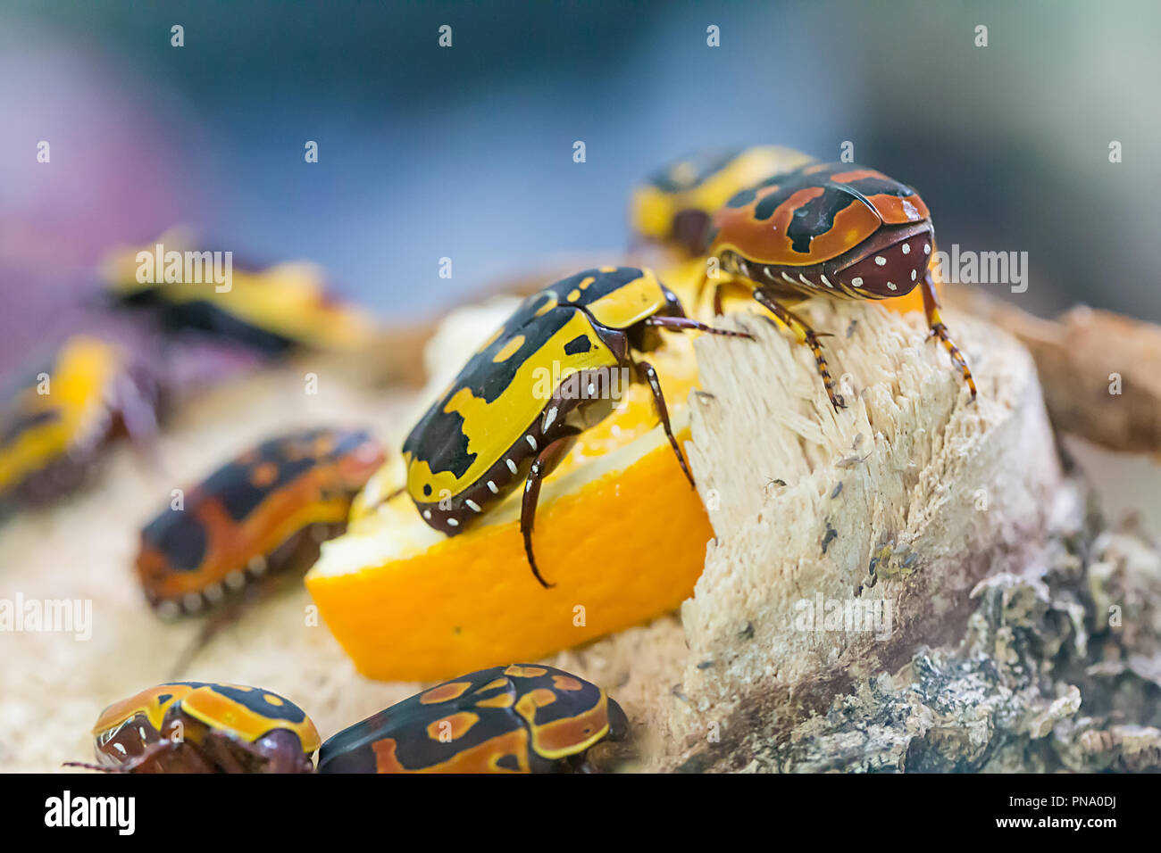 Black and yellow scarab beetle Pachnoda aemula on nature background ...