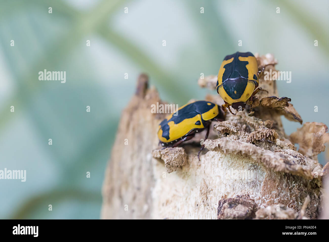 Black and yellow scarab beetle Pachnoda aemula on nature background ...