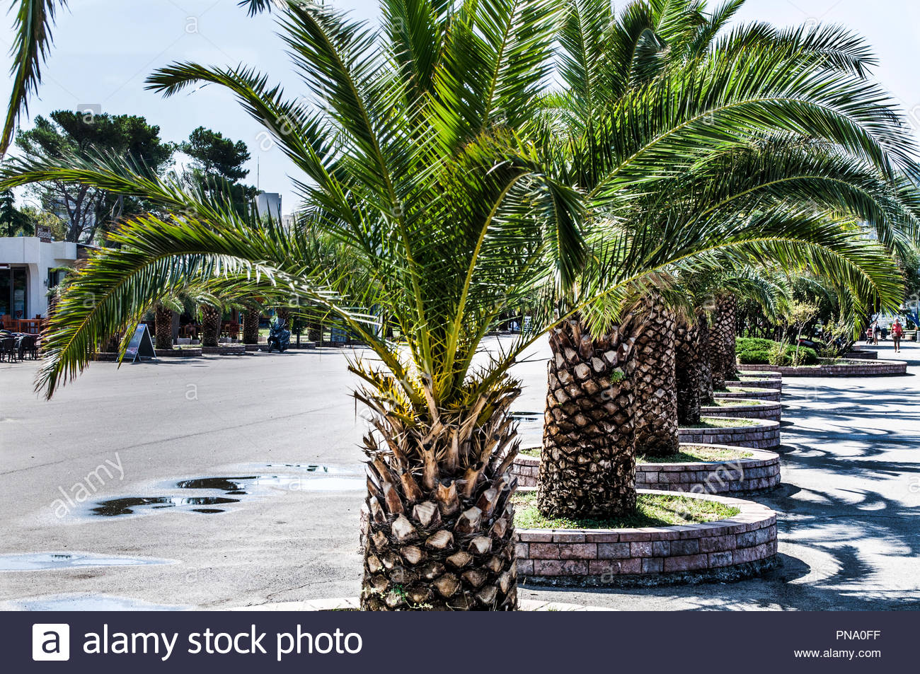 Palm Tree Bar Stock Photos & Palm Tree Bar Stock Images - Alamy