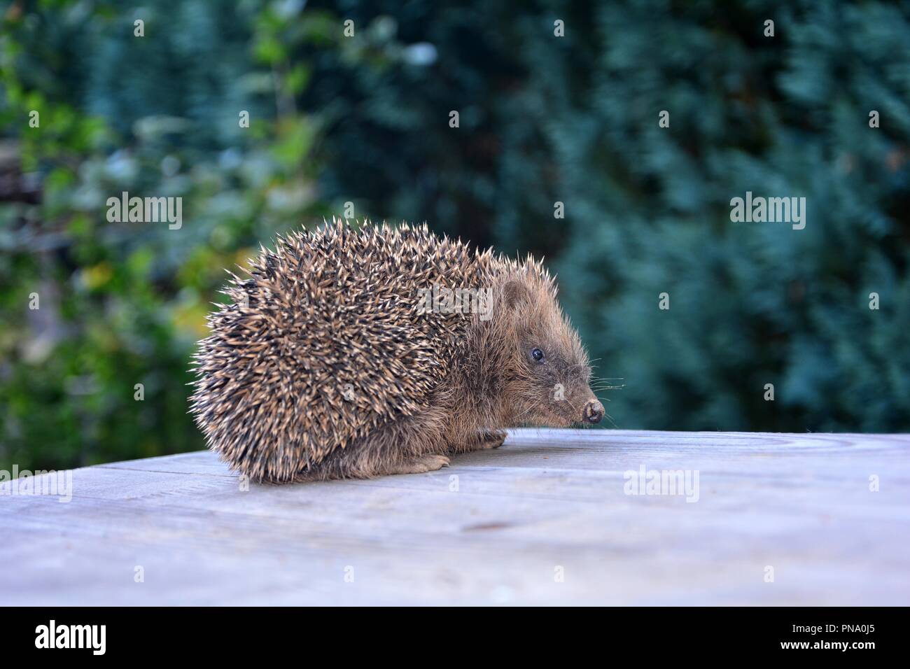 Close up side view hedgehog on hi-res stock photography and images - Alamy