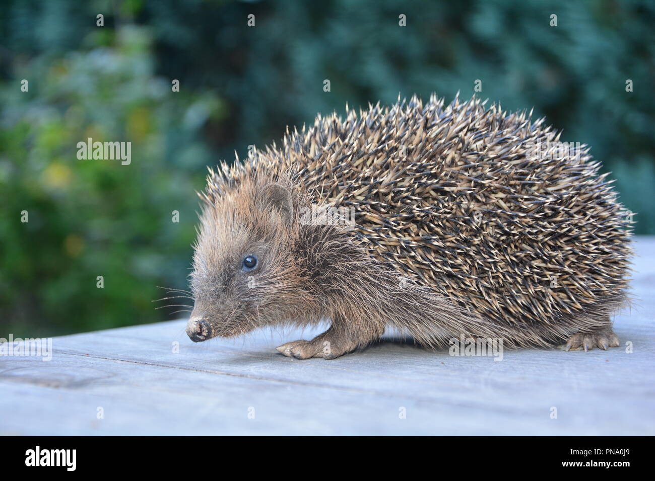 Hedgehog side view hi-res stock photography and images - Alamy