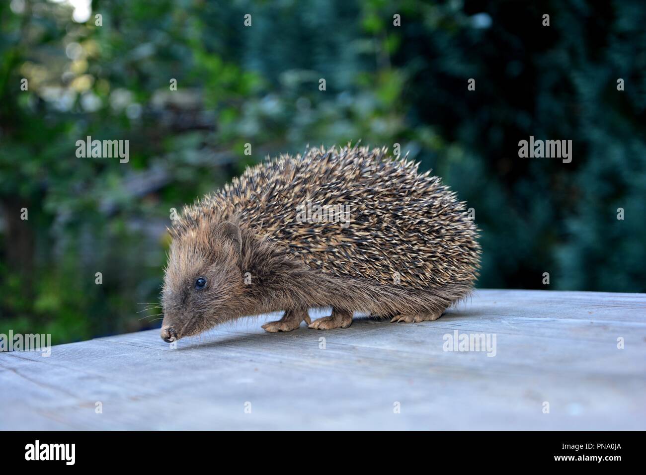 Close up side view hedgehog on hi-res stock photography and images - Alamy