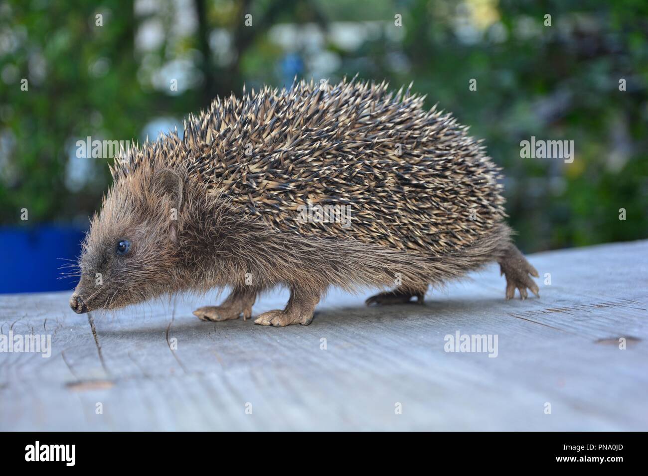 Close up side view hedgehog on hi-res stock photography and images - Alamy