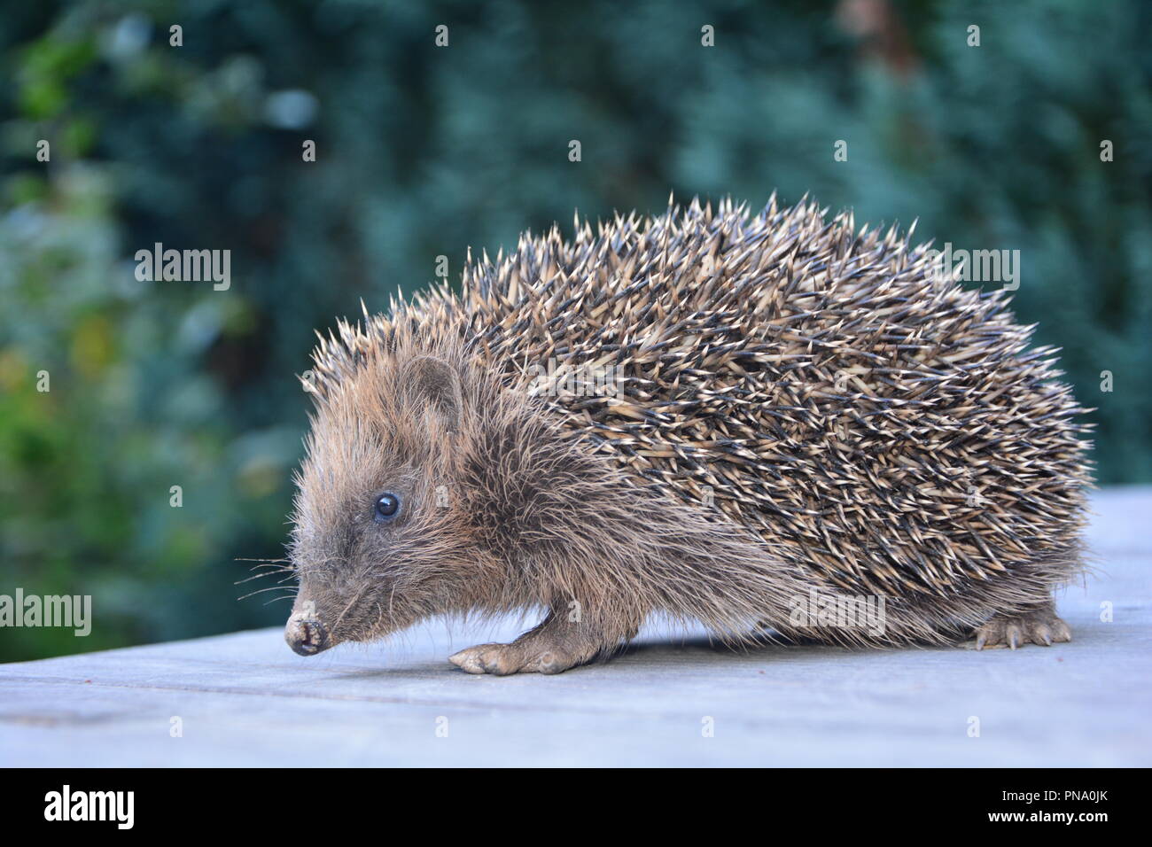 Close up side view hedgehog on hi-res stock photography and images - Alamy