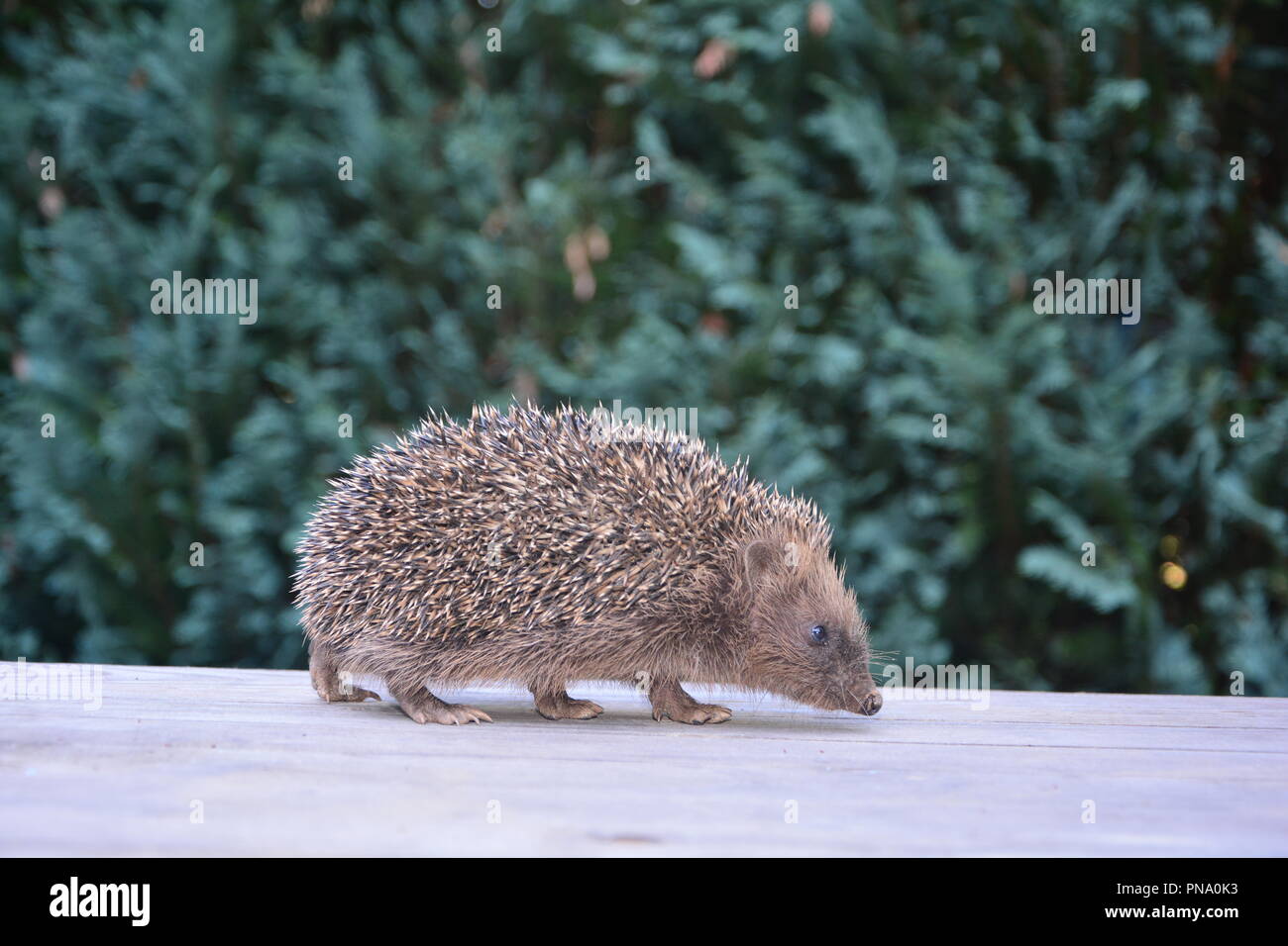 One cute Hedgehog from the side, run on wood in front of green nature ...