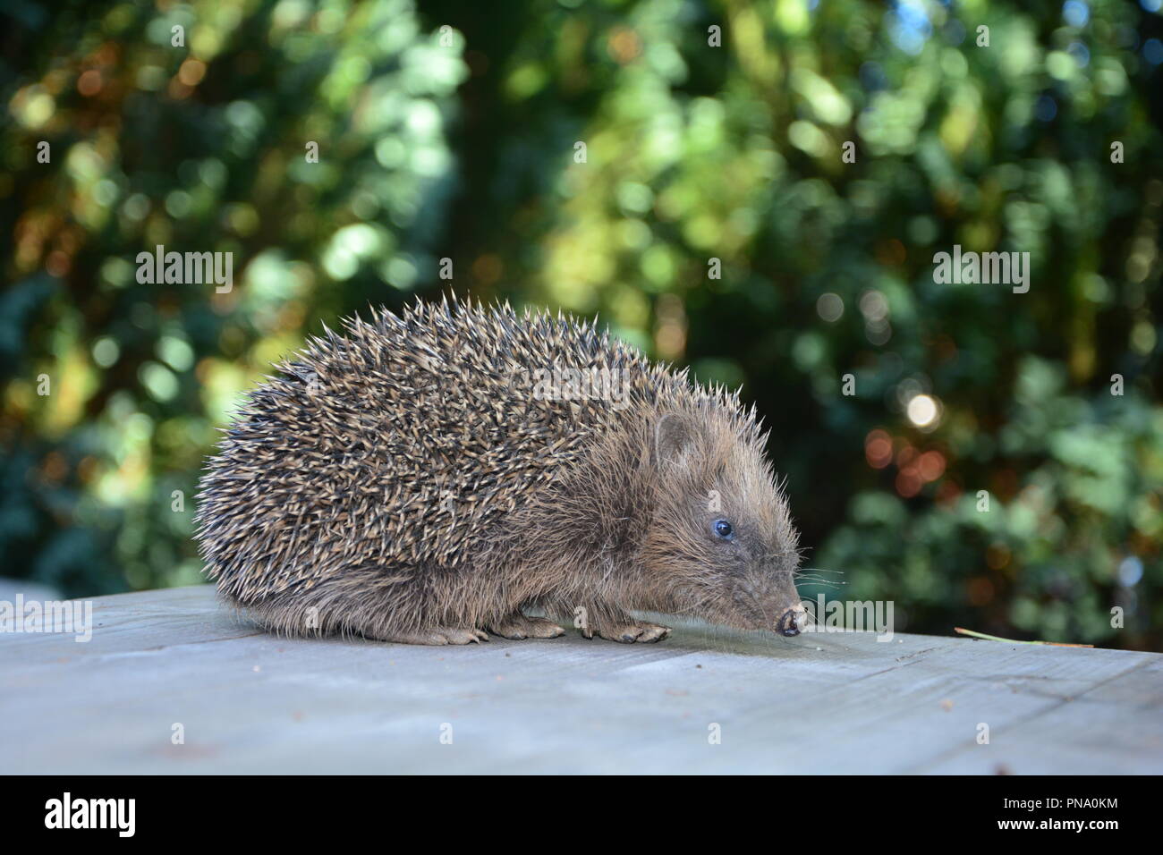 A Hedgehog from the side on wood in front of green nature with bokeh ...
