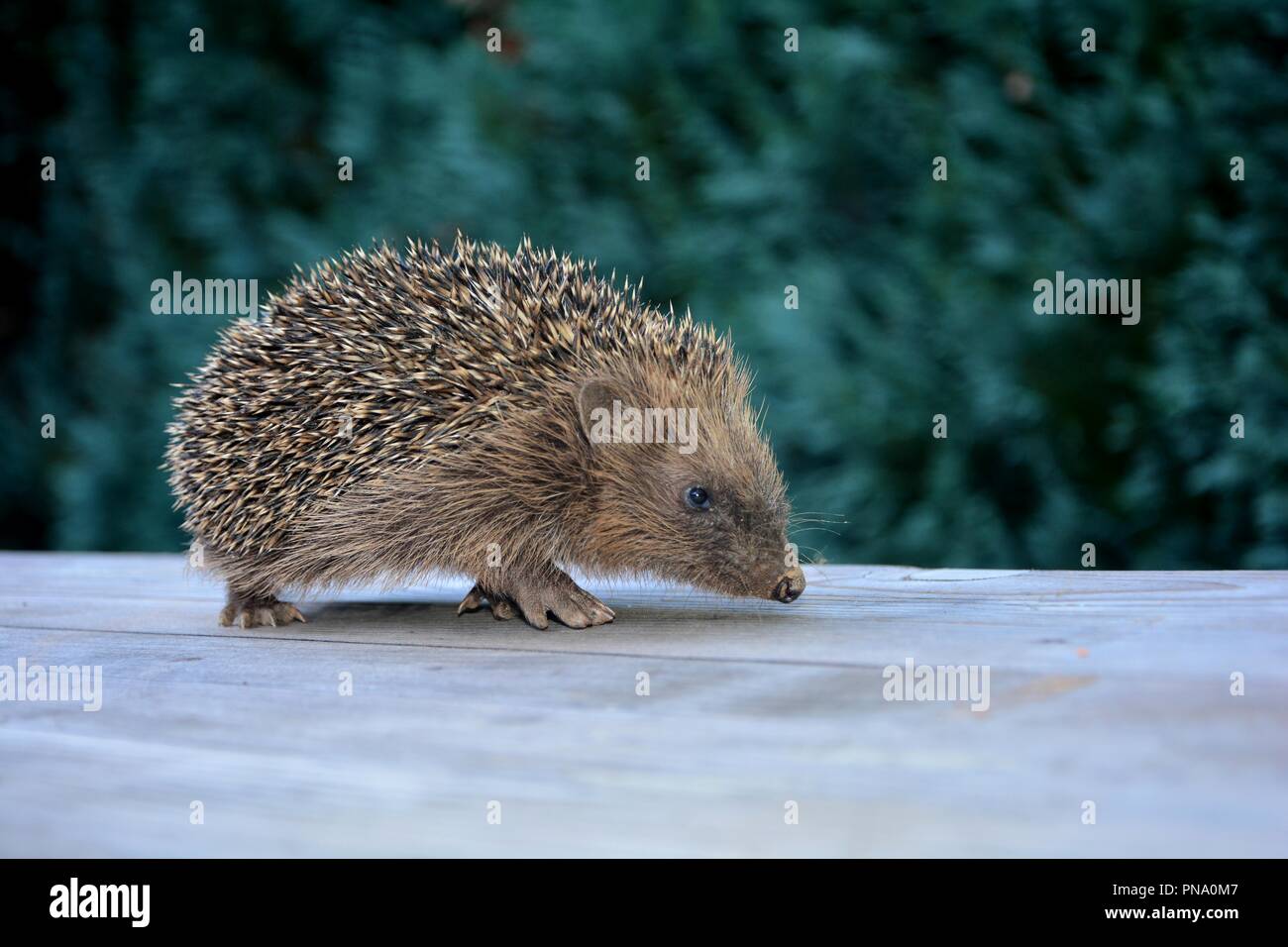 Hedgehog side view hi-res stock photography and images - Alamy