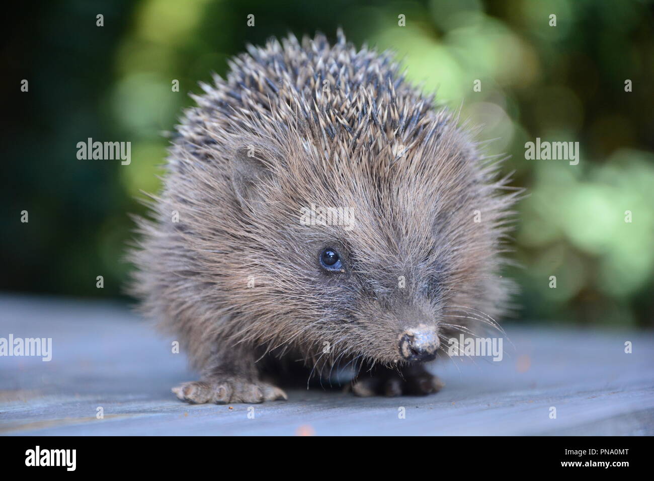 Cute hedgehog outside hi-res stock photography and images - Alamy