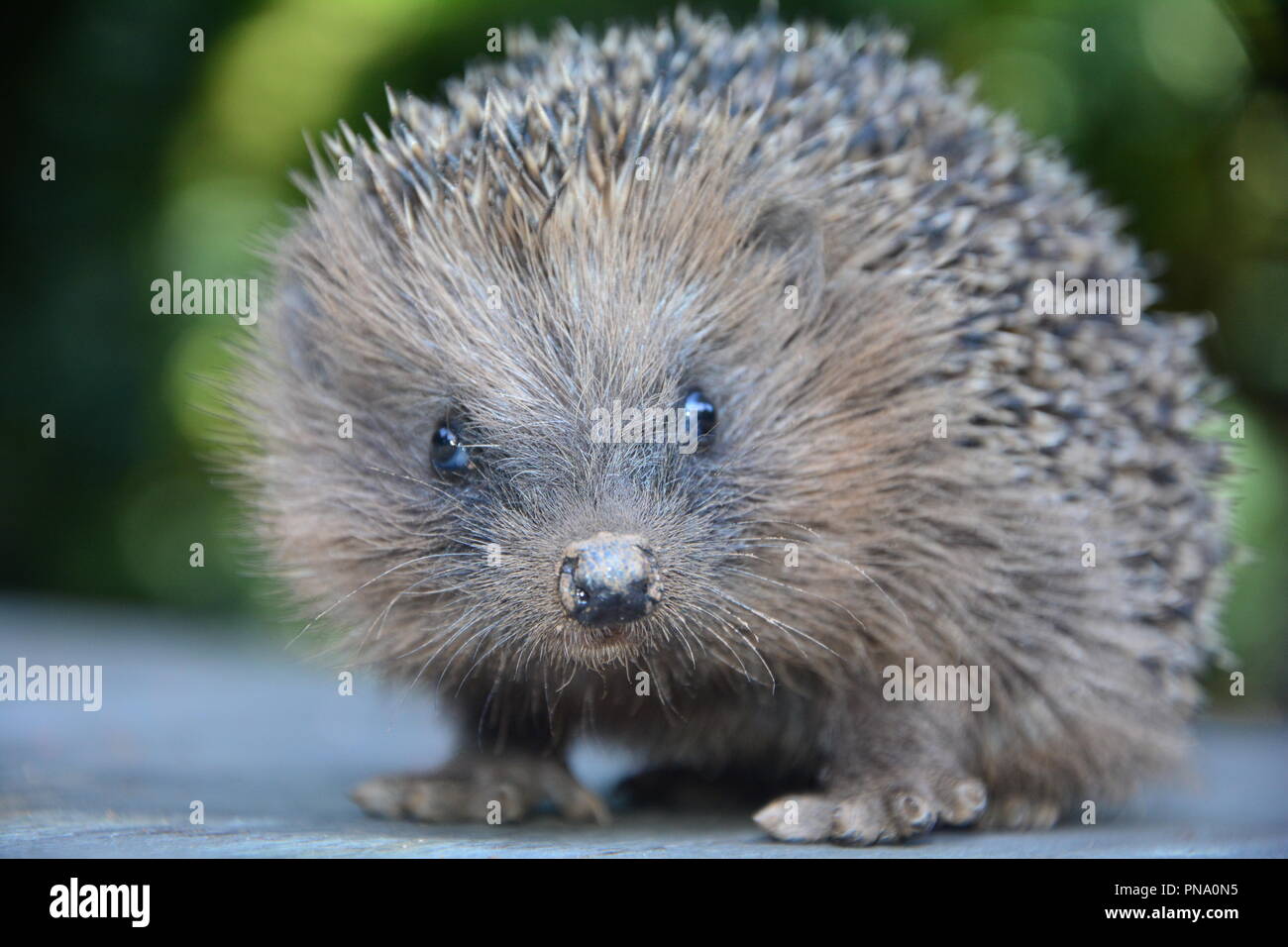 Close up from a hedgehog from the front with green nature Stock Photo ...