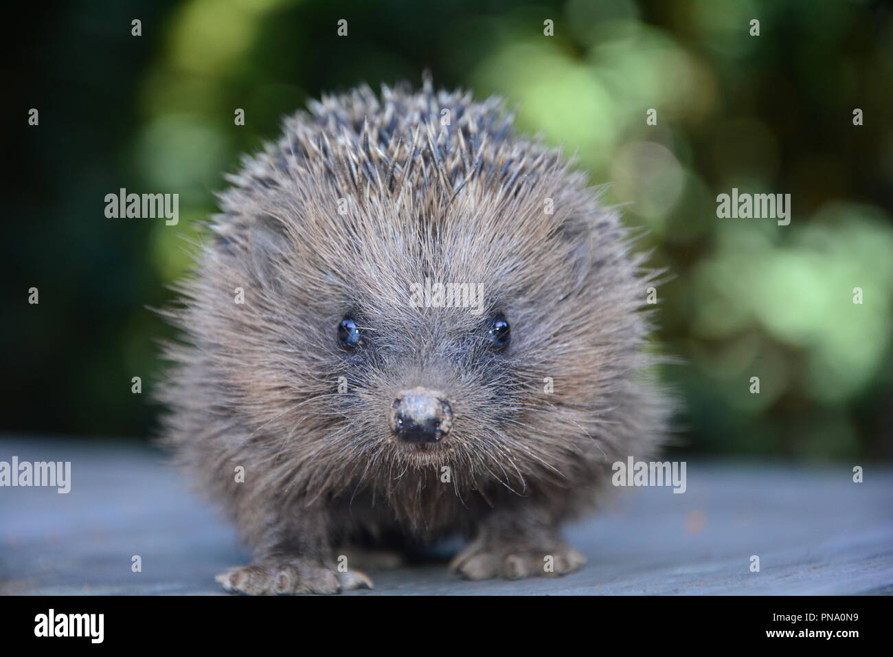 Hedgehog close up hi-res stock photography and images - Alamy