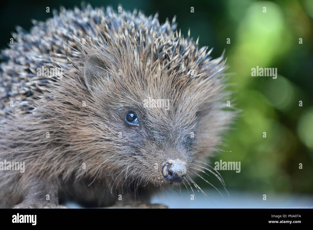 Hedgehog ear hi-res stock photography and images - Alamy