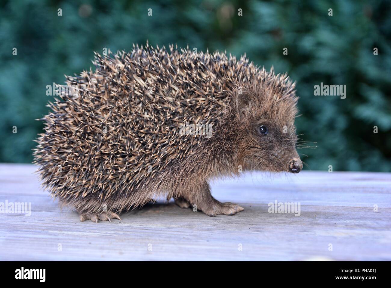 Hedgehog from the side on wood in front of green nature Stock Photo - Alamy