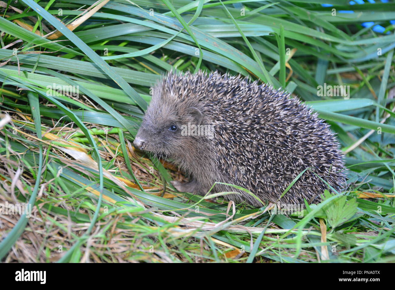 Hedgehog in a hedge hi-res stock photography and images - Alamy