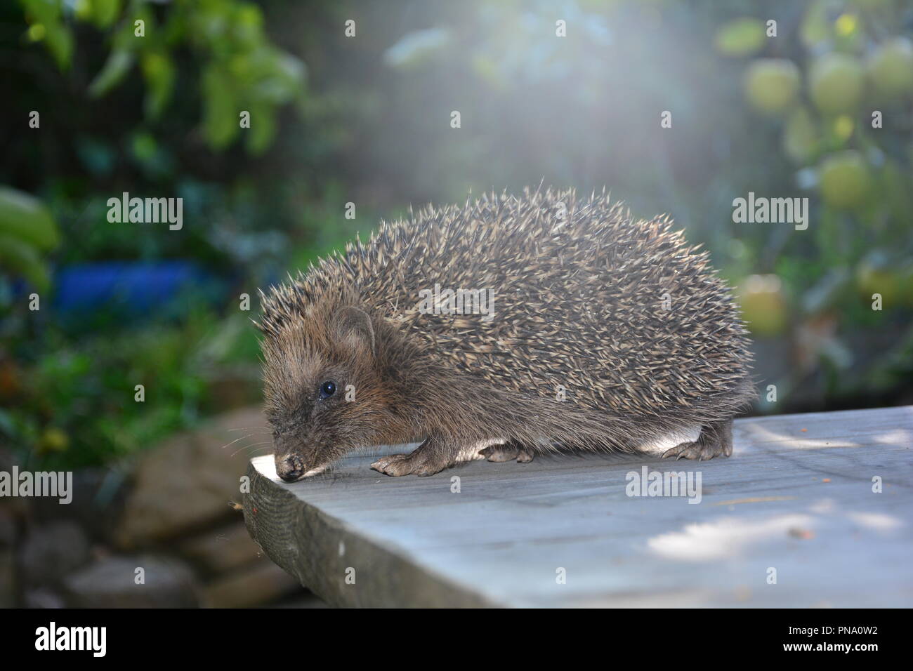 One Hedgehog from the side on wood in front of nature in sunlight Stock ...