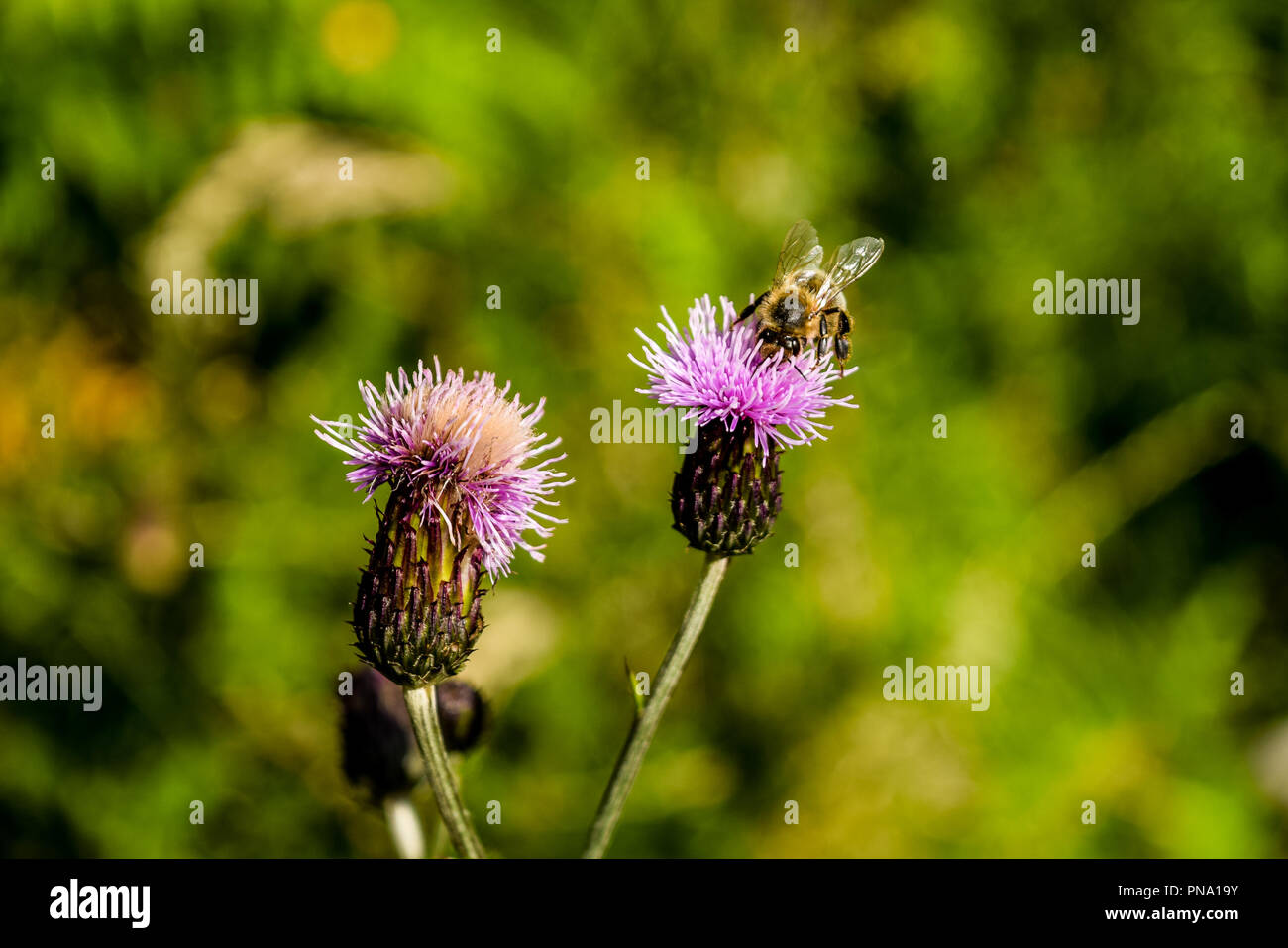 National flower of united kingdom hi-res stock photography and images ...