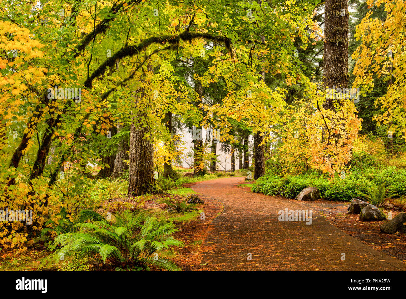 A path through autumn foliage forest in Silver Falls State Park, Oregon ...