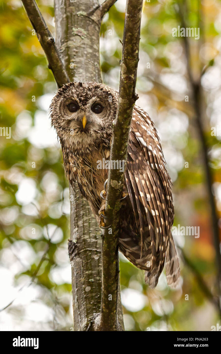 Northwest owl hi-res stock photography and images - Alamy