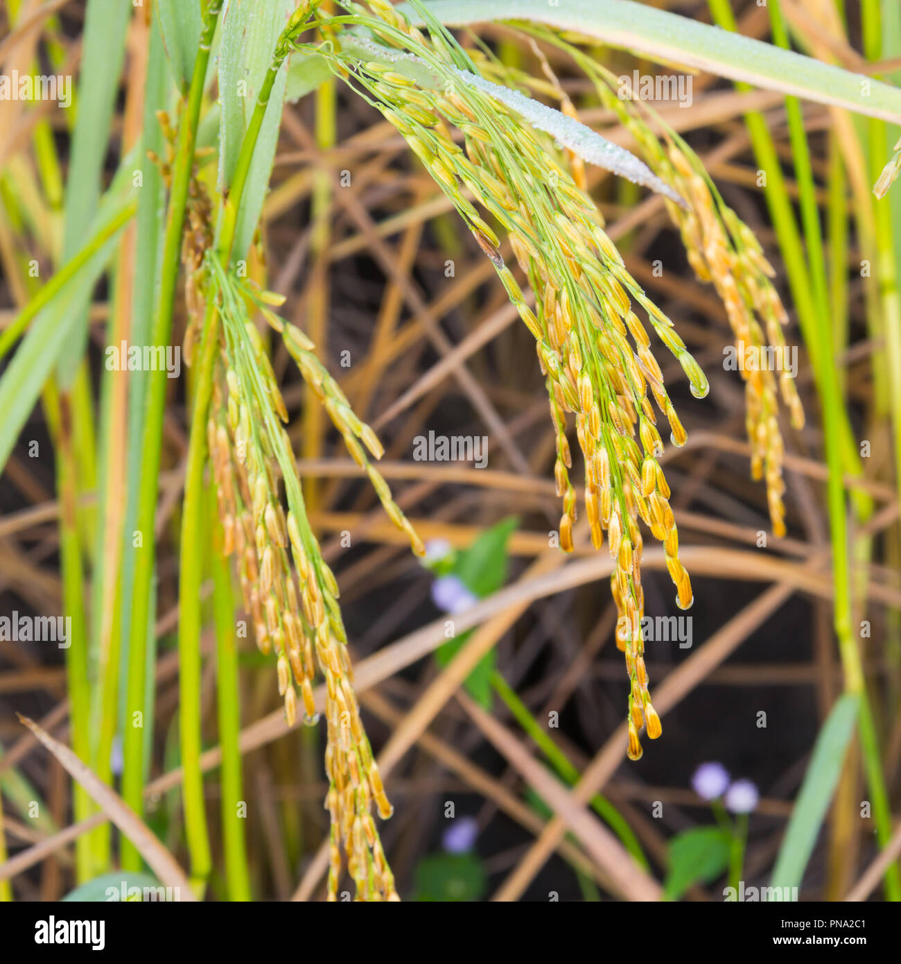 paddy rice field Stock Photo - Alamy
