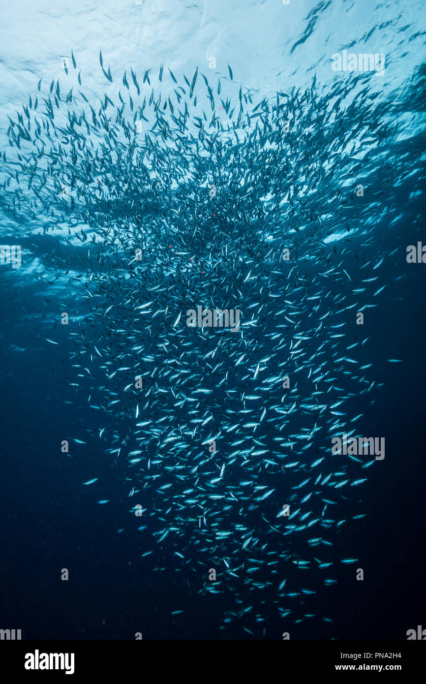 Fusilier fish hi-res stock photography and images - Alamy