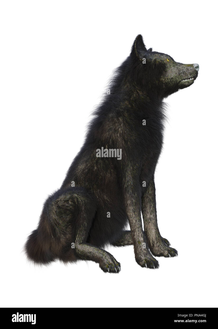 3D rendering of a black wolf isolated on white background Stock Photo ...