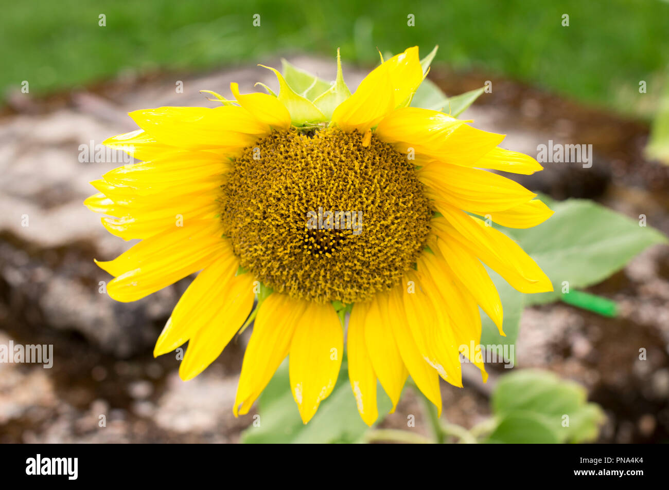 Nice open sunflower in the sun Stock Photo - Alamy
