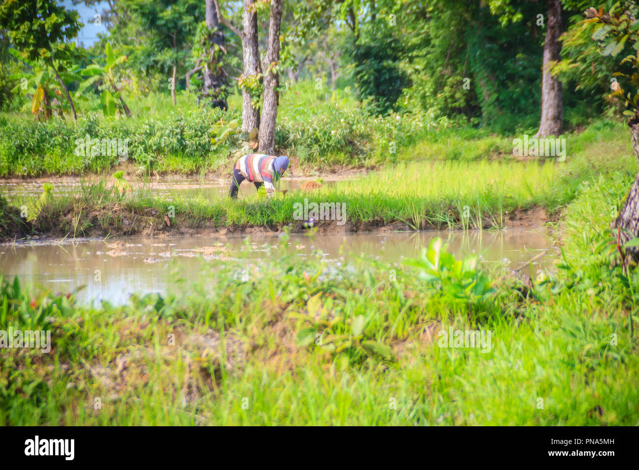 Simple lifestyle of rural Thai peasant, farmers are farming in the ...