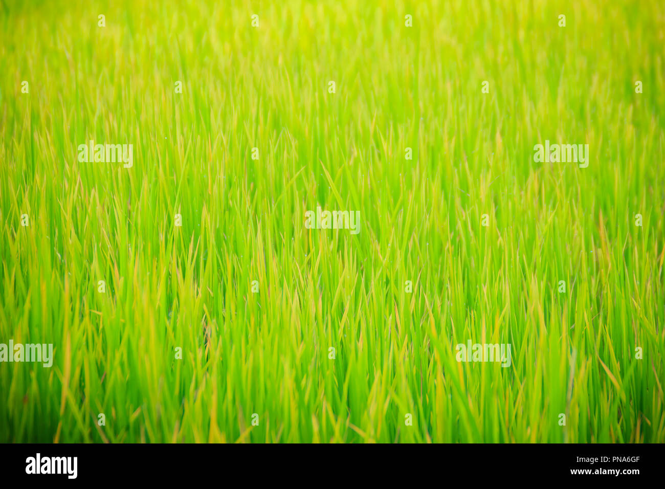 Leaves of the green rice tree background in the organic rice fields ...