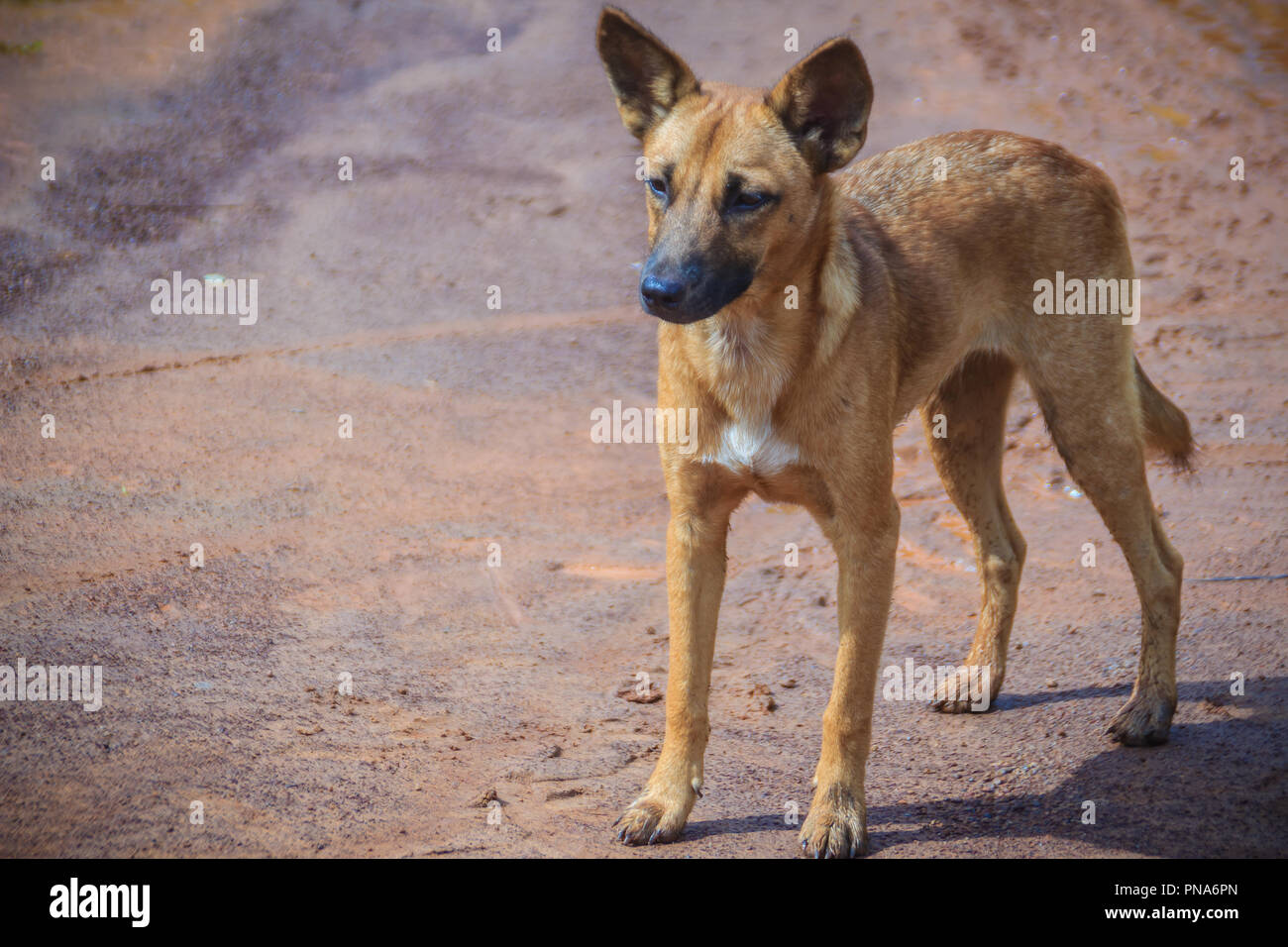 An abandoned, homeless stray dog is standing in the street. Little sad ...