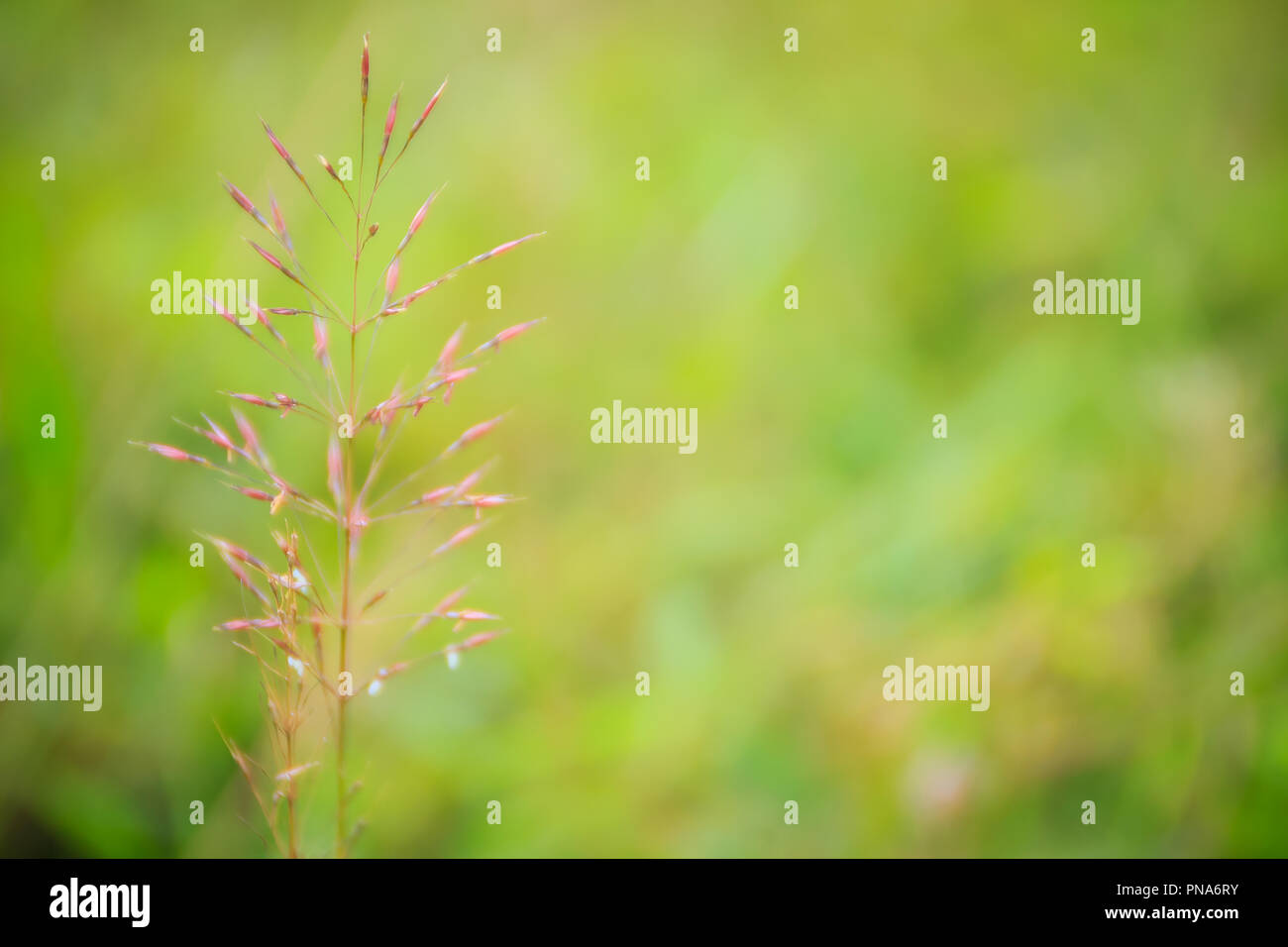 Pink Chrysopogon aciculatus grass flower on green background. It's also ...