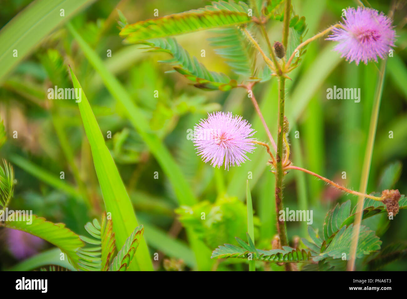 Blooming Mimosa pudica grass flowers, a creeping annual or perennial ...